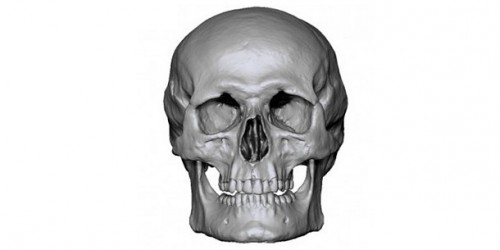 Download Ten24’s free hi-res scan of a human skull | CG Channel