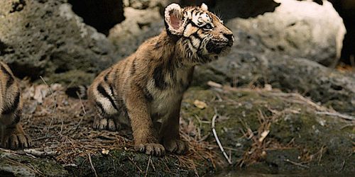 Peregrine Labs ships Yeti 3.0 | CG Channel