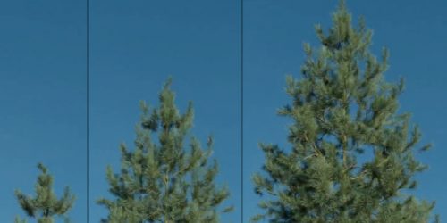 F12 ships The Grove Release 8 | CG Channel