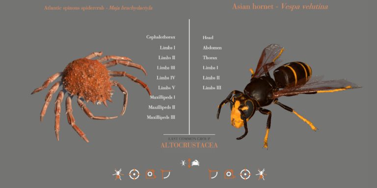 Check out free creature anatomy reference app Arthropods | CG Channel